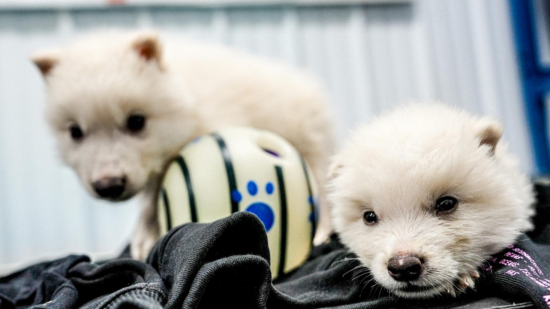 The Resurrection of The Dire Wolf Species – The State Times